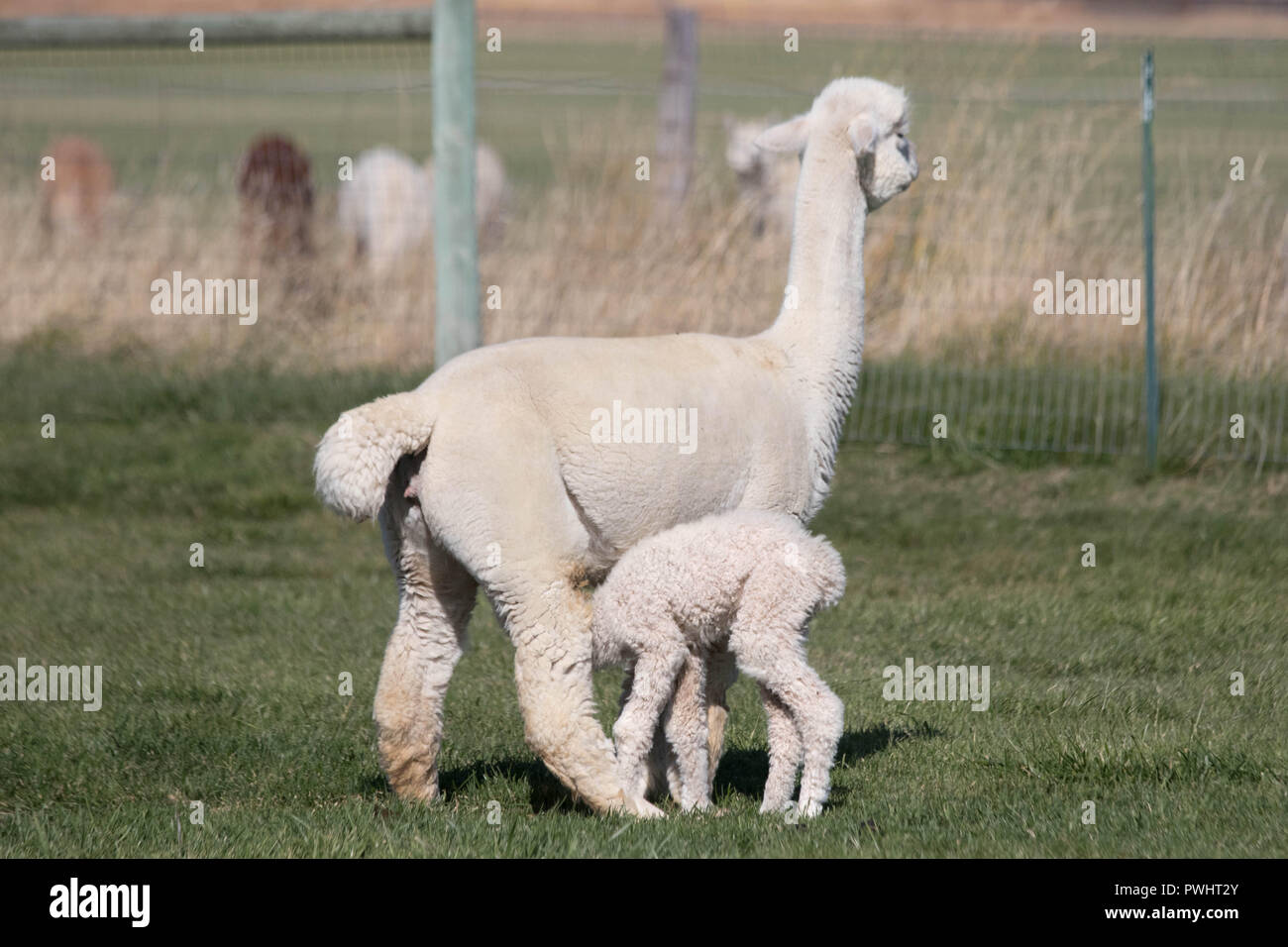 A mother alpaca nurtures her two-day-old baby on a late Autumn ...