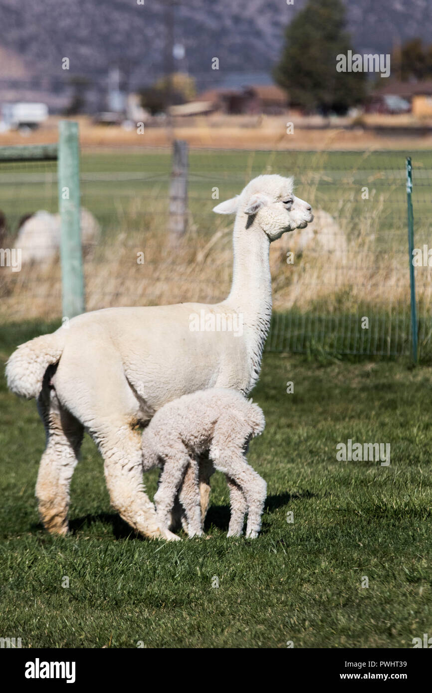 Old alpaca hi-res stock photography and images - Alamy