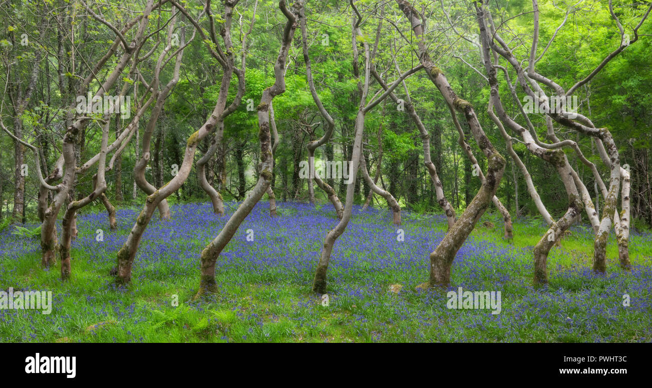 Ash trees formed in a circle give the impression that they are dancing ...