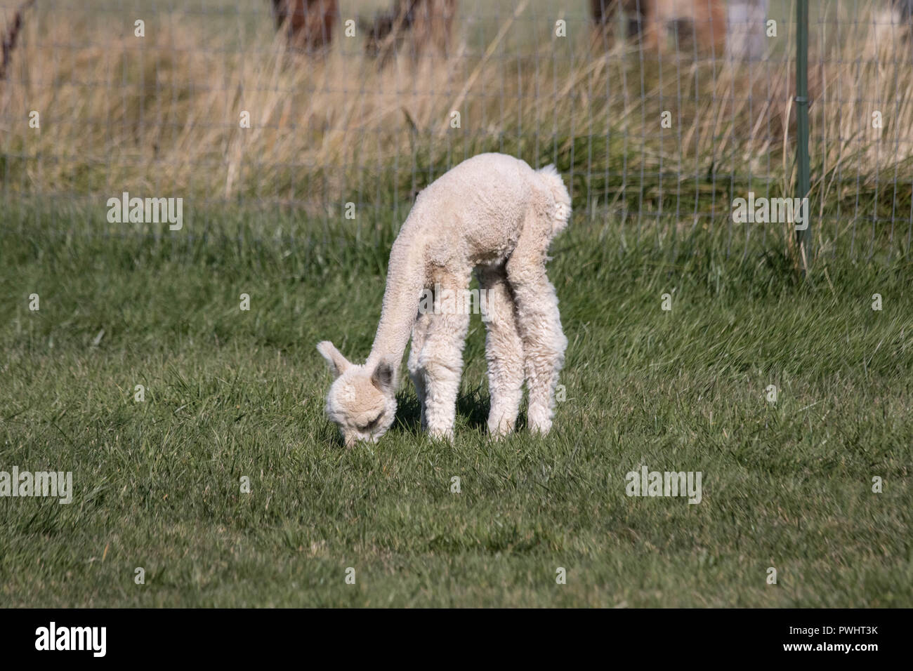 Baby alpaca fuzzy hi-res stock photography and images - Alamy