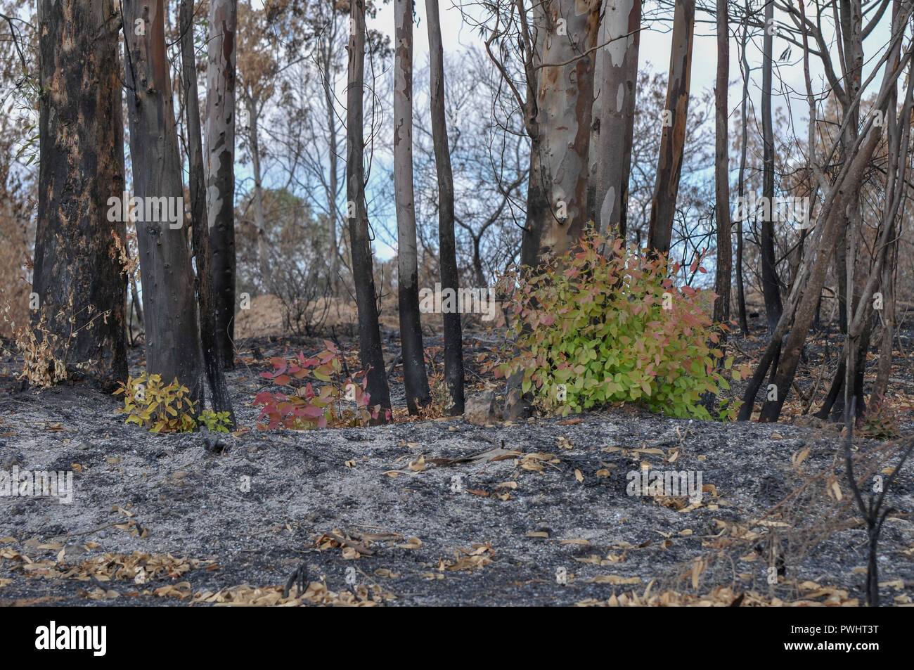 Regrow forests hi-res stock photography and images - Alamy
