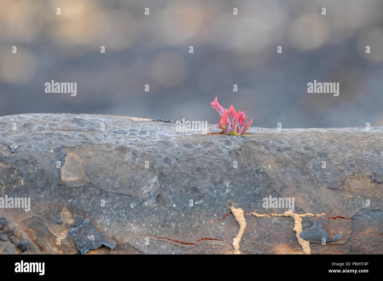 Forest is regrowing after the fire devastation. Photographed in Israel ...