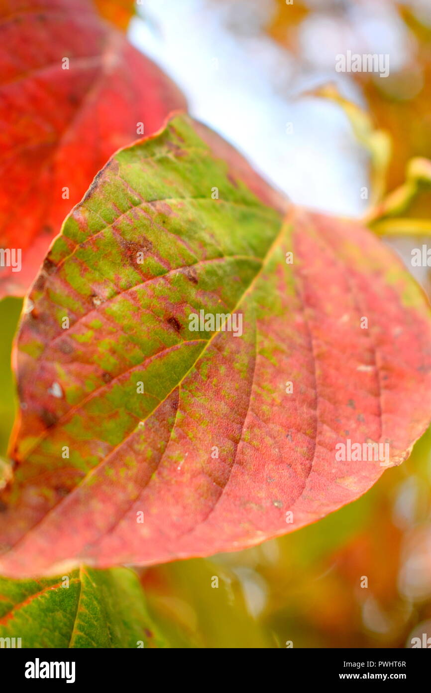 A Fall Leaf Stock Photo - Alamy