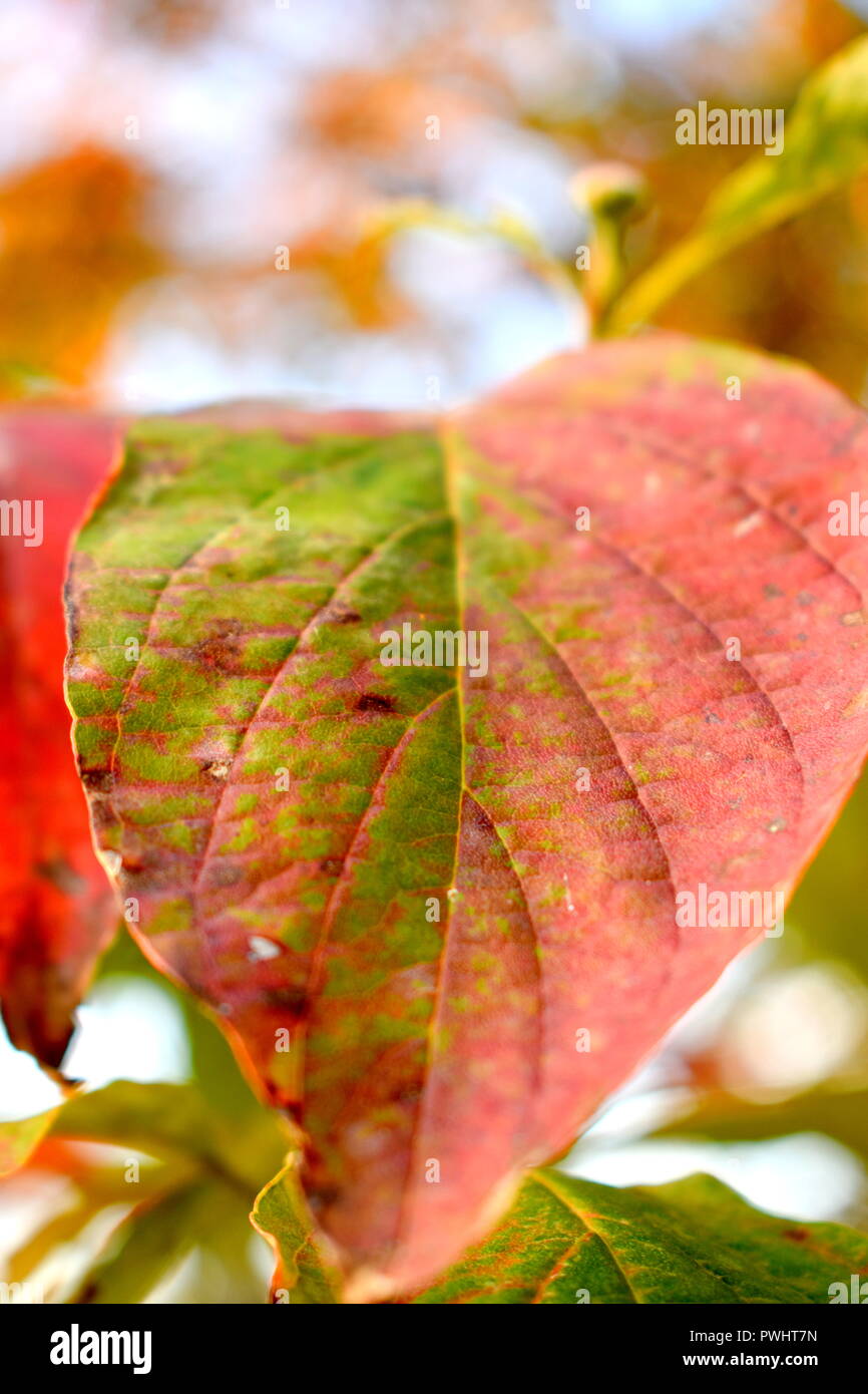 Fall of the leaf hi-res stock photography and images - Alamy