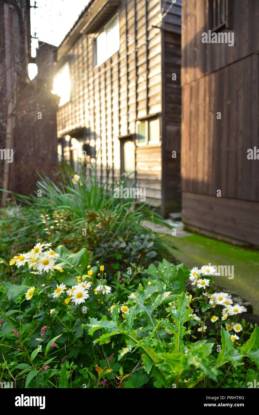 flowering plants of street Stock Photo - Alamy