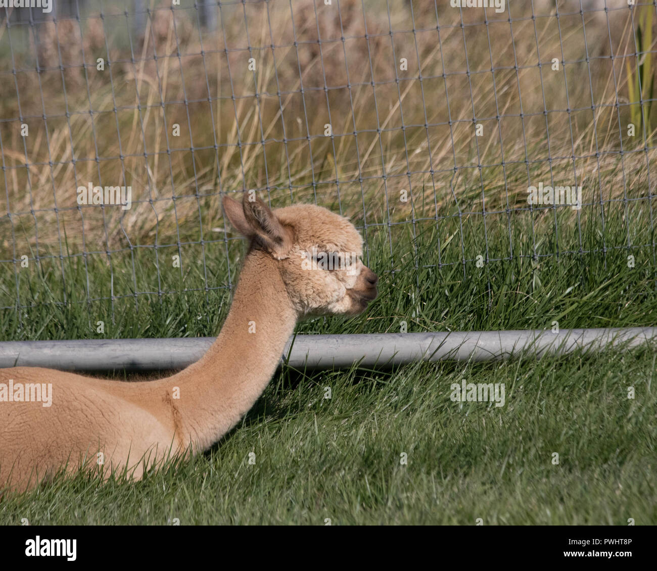 Vicuna ranch hi-res stock photography and images - Alamy