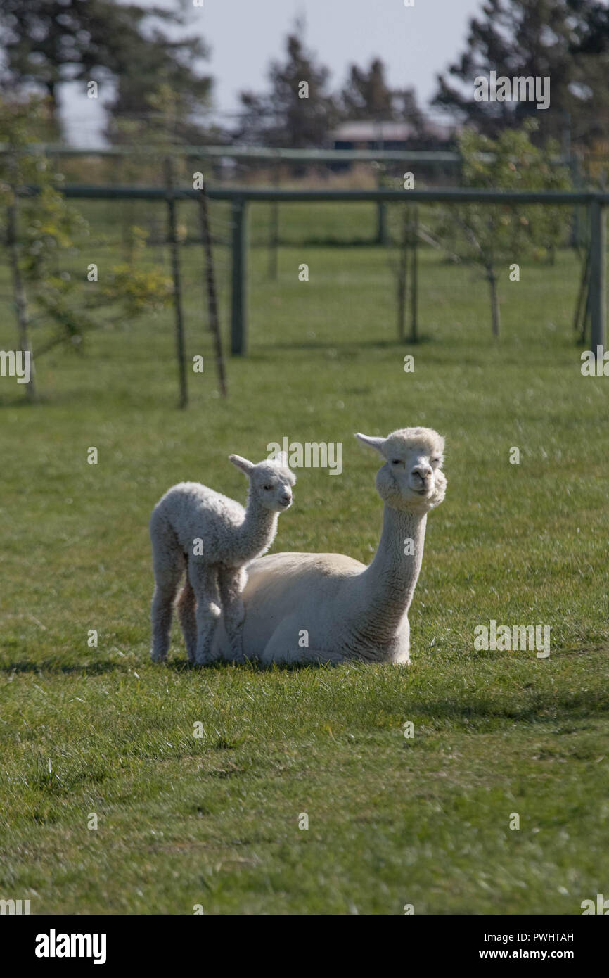 Alpacas on a ranch, late Autumn Stock Photo - Alamy