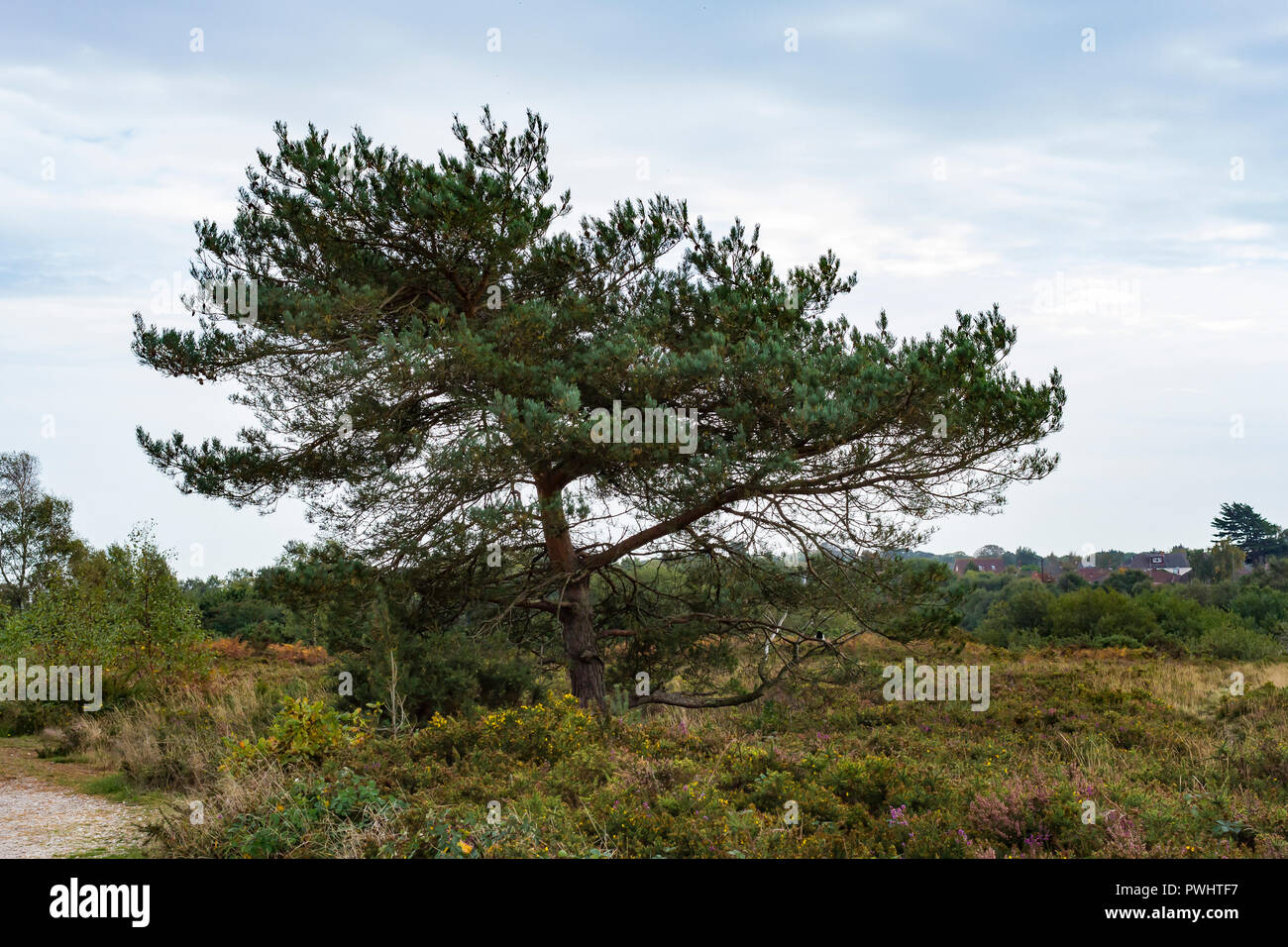 Scots pine tree hi-res stock photography and images - Alamy