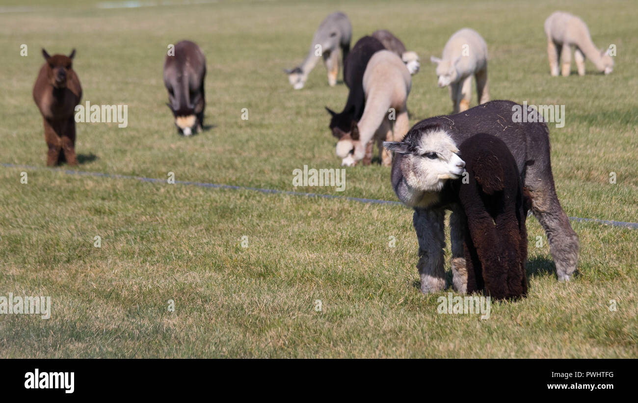 Cría hi-res stock photography and images - Alamy