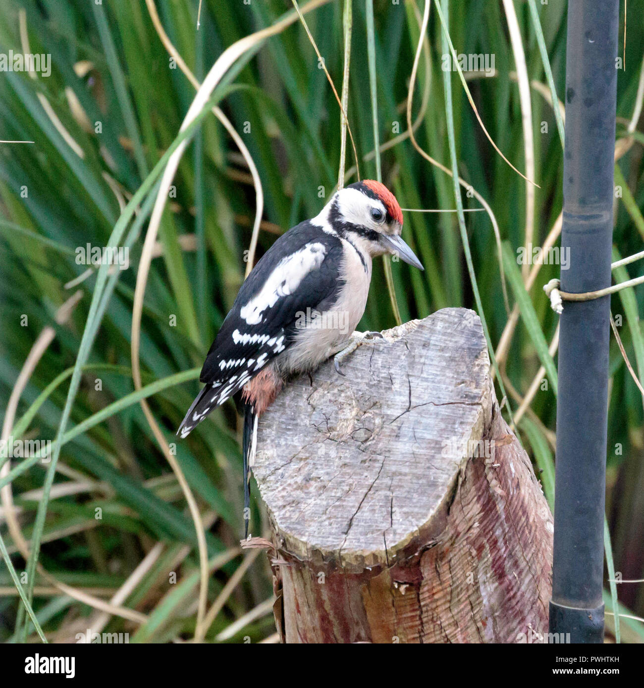 Lesser Spotted Woodpecker visiting our garden in Perranwell Stock Photo ...