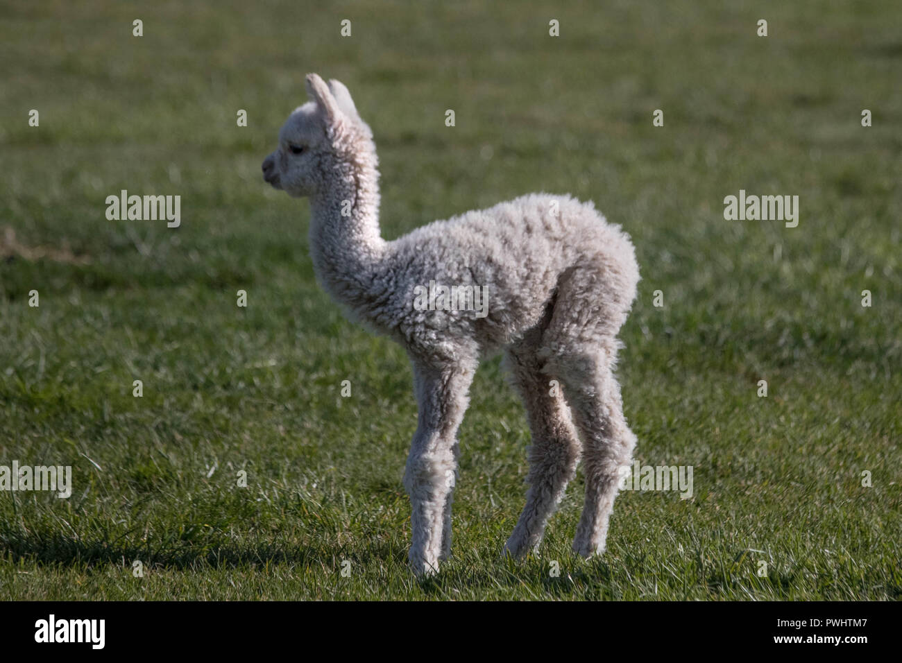 Baby alpaca hi-res stock photography and images - Alamy