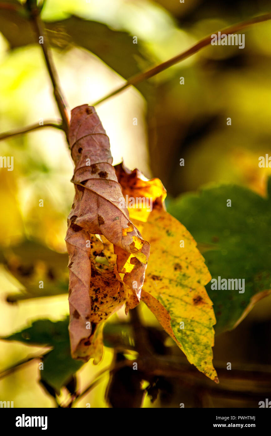 Hanging leaf hi-res stock photography and images - Alamy