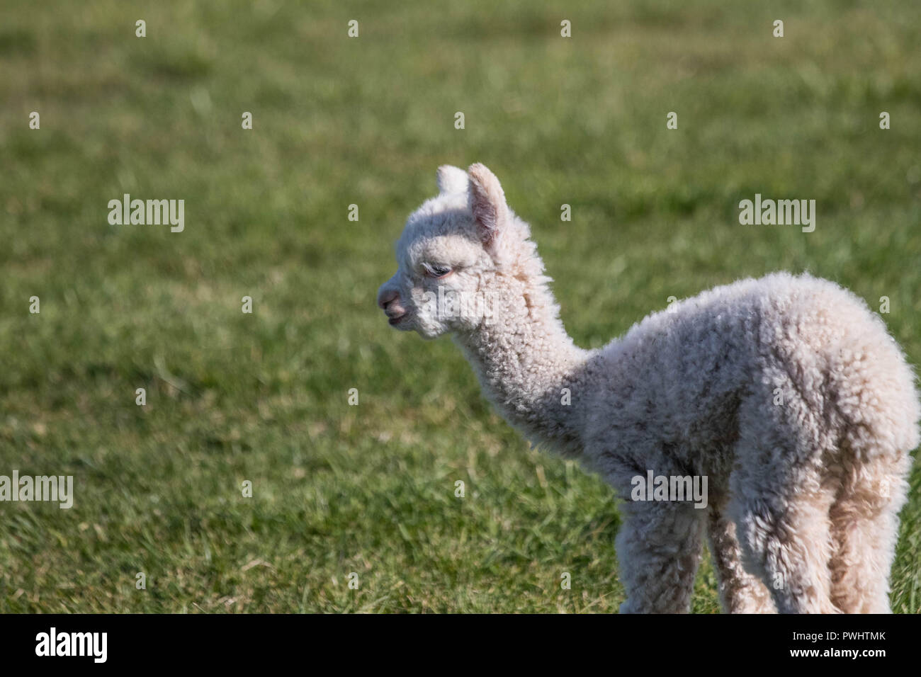Baby alpaca hi-res stock photography and images - Alamy