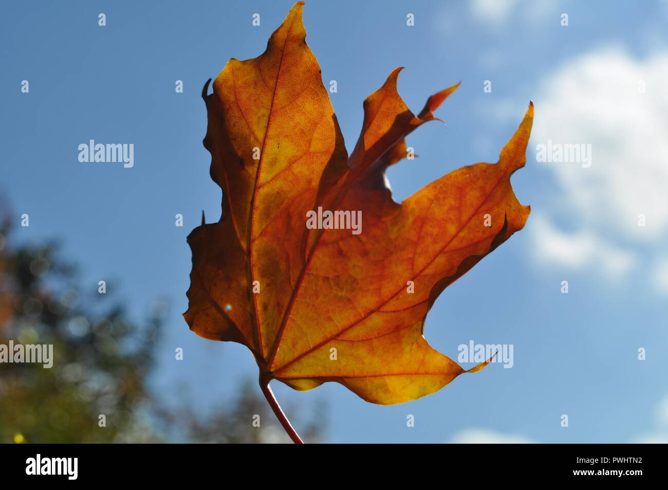 Maple leaves at fall, yellows and reds, October seasonal time of year ...