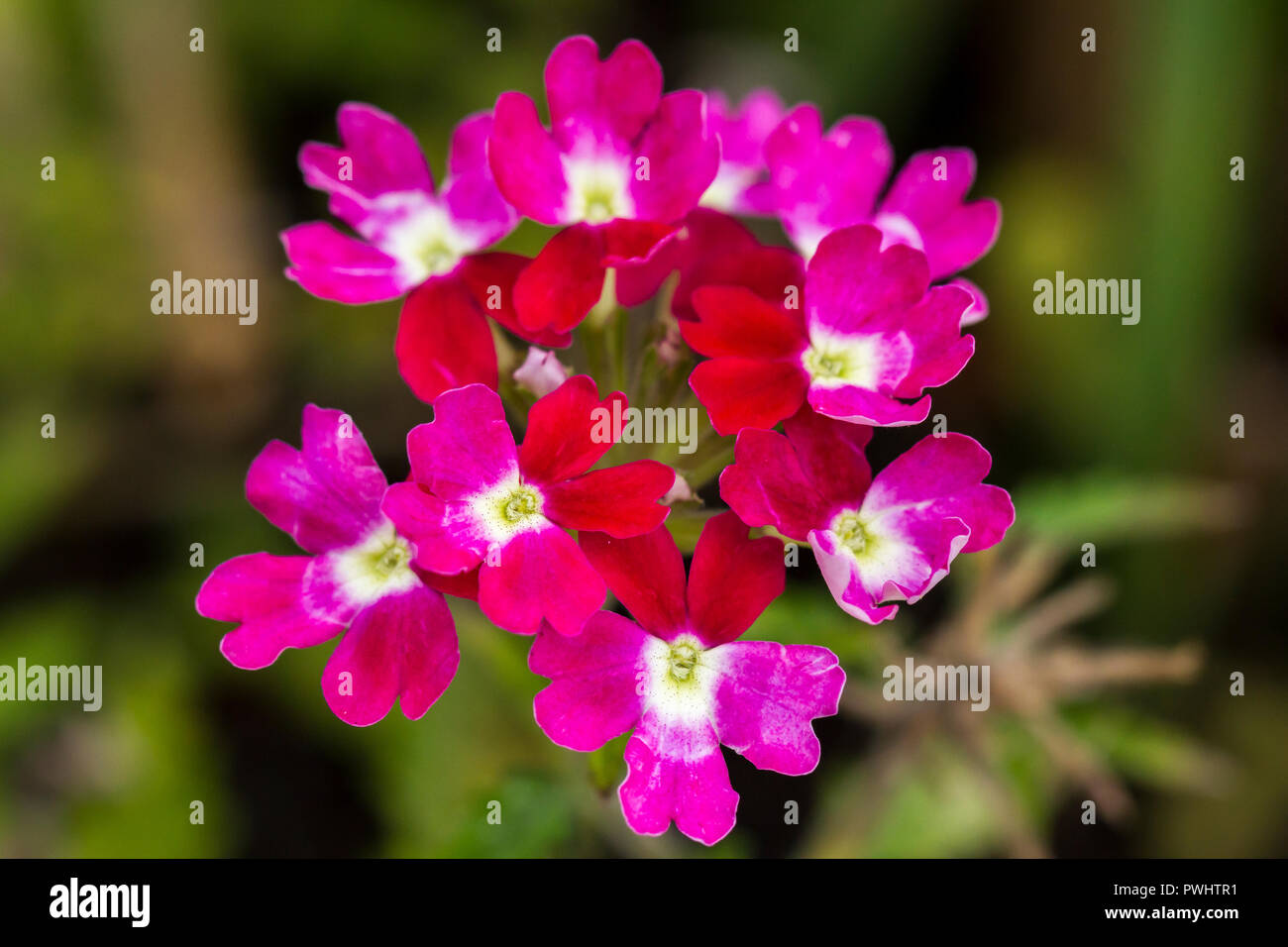 Trailing verbena garden uk hi-res stock photography and images - Alamy