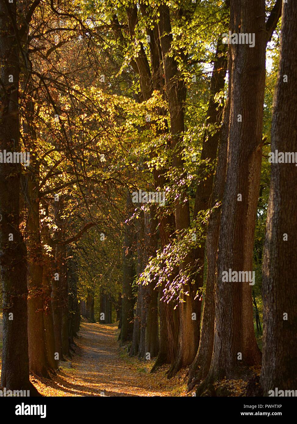 forest path in the autumn alley of trees Stock Photo - Alamy