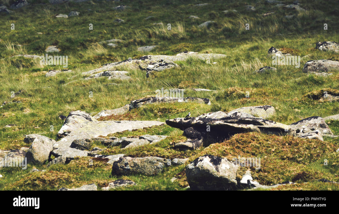 The open moorland of Dartmoor National Park, Devon, South West England ...