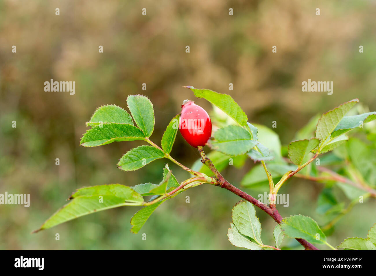 Rosehip of rosa canina hi-res stock photography and images - Alamy
