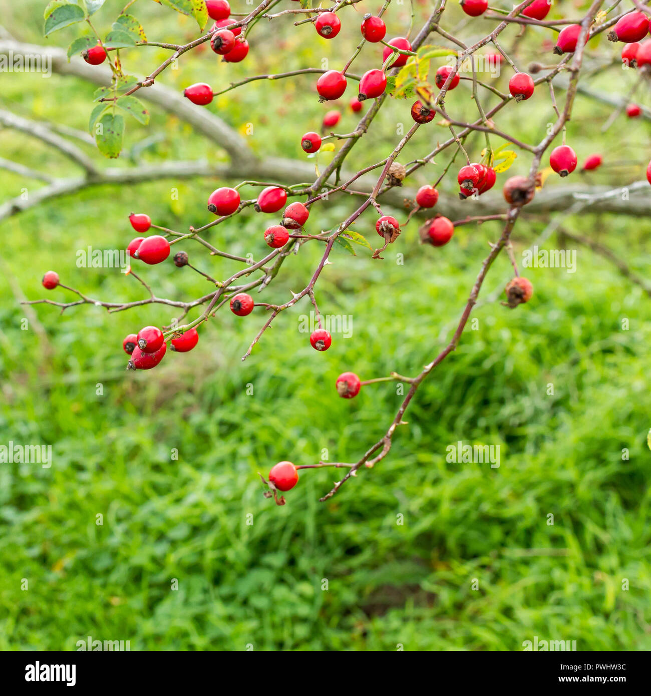 Rosehips of the Rosa canina (Dog-rose) shrub, in autumn, Dorset, UK ...