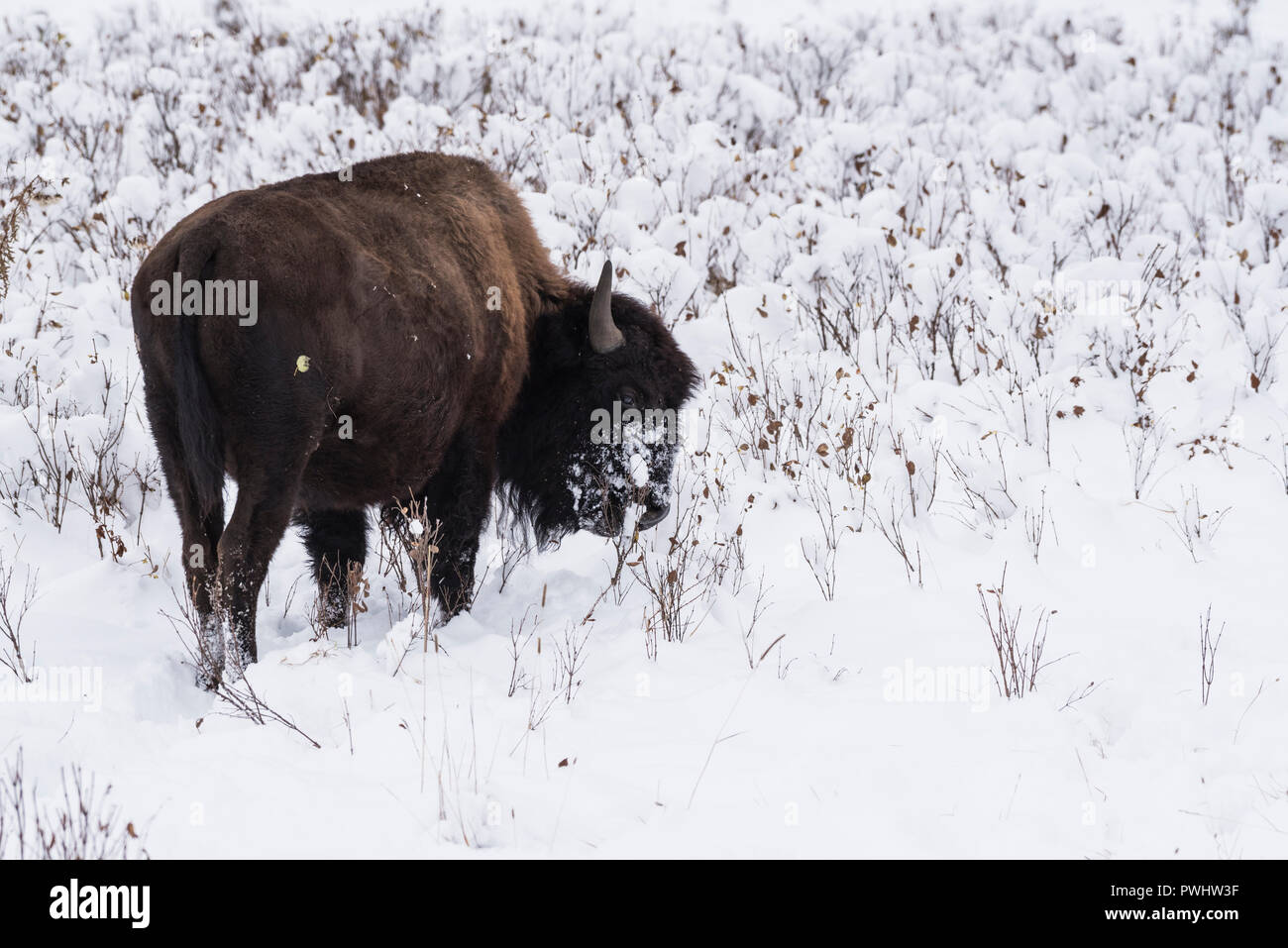 Native american snow portrait hi-res stock photography and images - Alamy