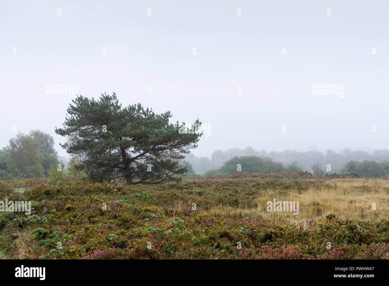 Foggy morning on heathland, Turbary Common in Dorset, with a Pinus ...
