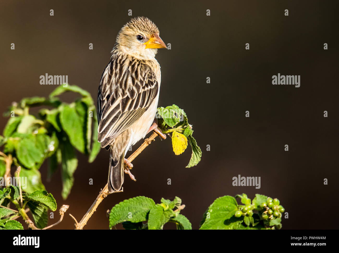 Baya weaver on bush branch Stock Photo - Alamy
