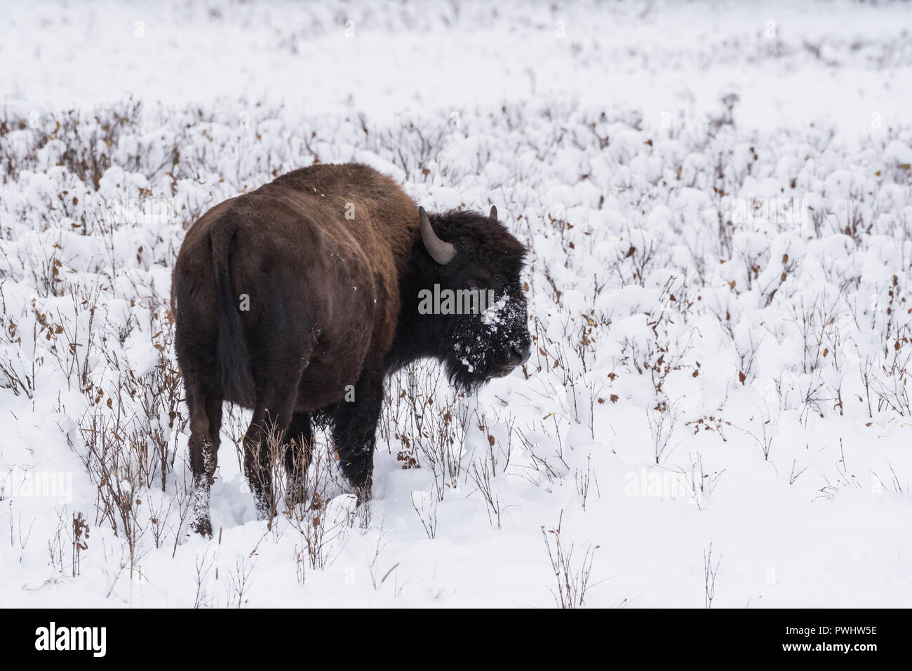 Native american snow portrait hi-res stock photography and images - Alamy