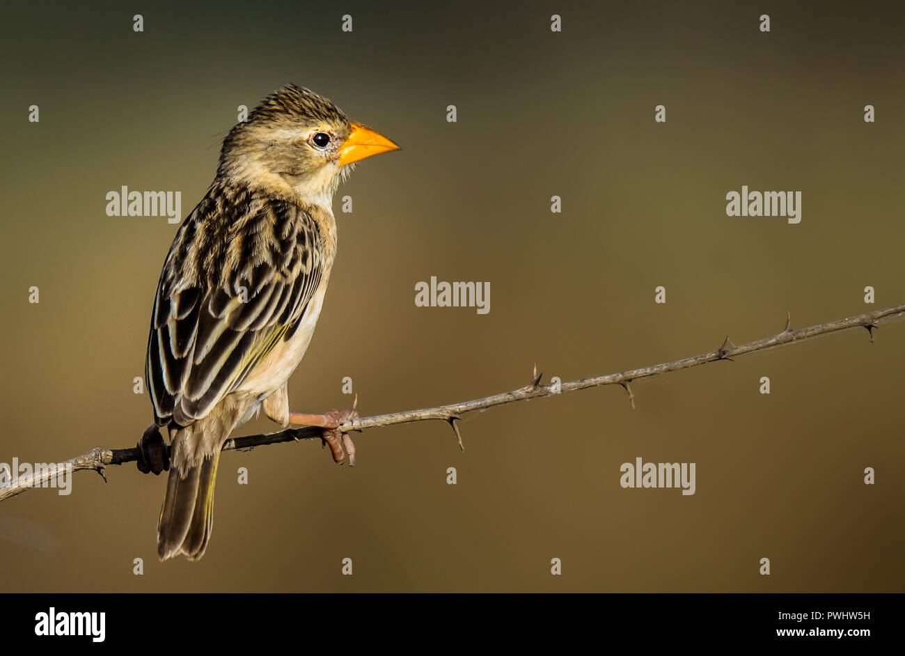 Baya weaver bird birds nest hi-res stock photography and images - Alamy