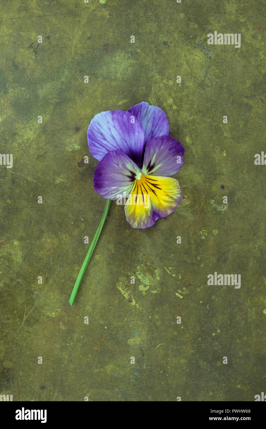 Single mauve and yellow flower of pansy or viola with stem lying on ...