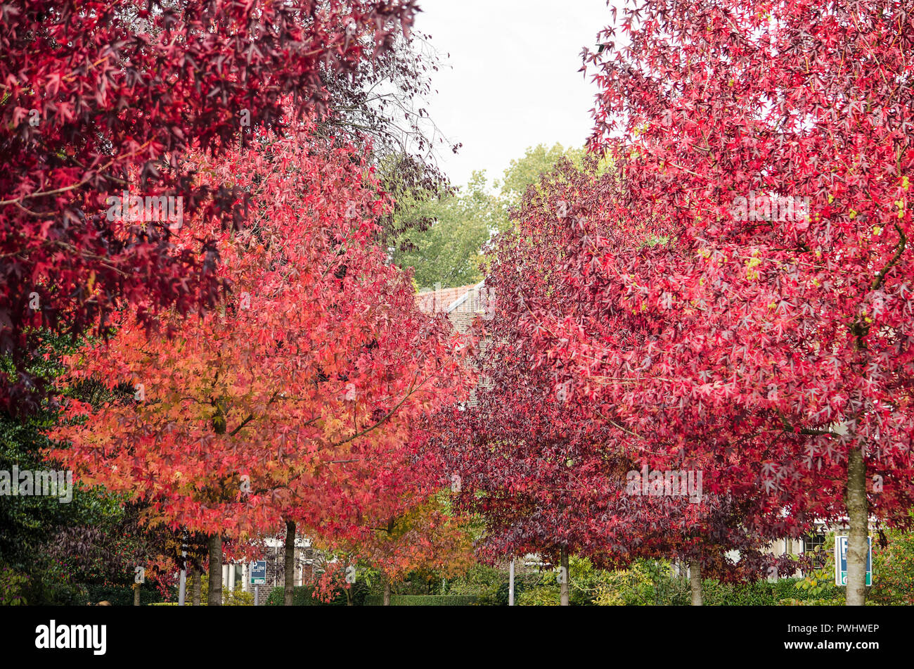 Rows of sweet gum trees with their characteristic red leaves on both ...