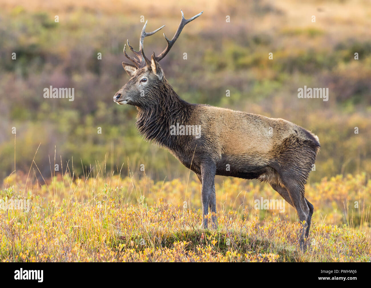 Red Deer stag with pointed antlers standing majestically in the ...