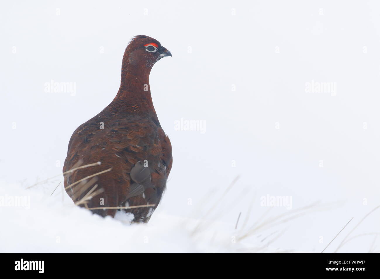 Snow on the moor hi-res stock photography and images - Alamy