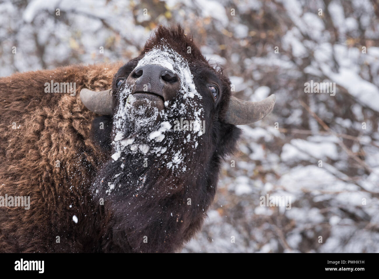 Bison shaking off snow, Elk Island National Park, Alberta, Canada Stock ...