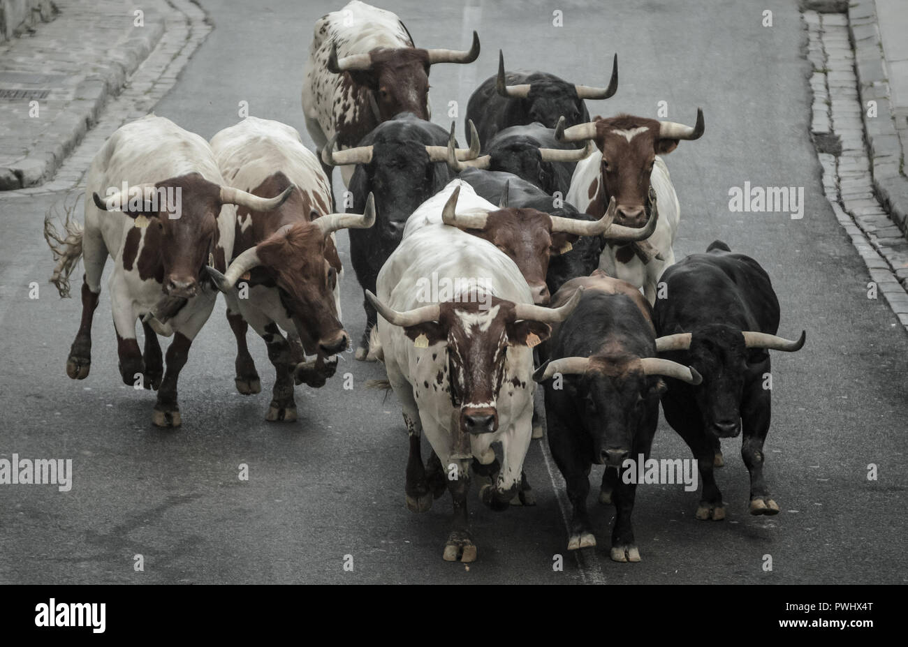 Running herd of cattle hi-res stock photography and images - Alamy