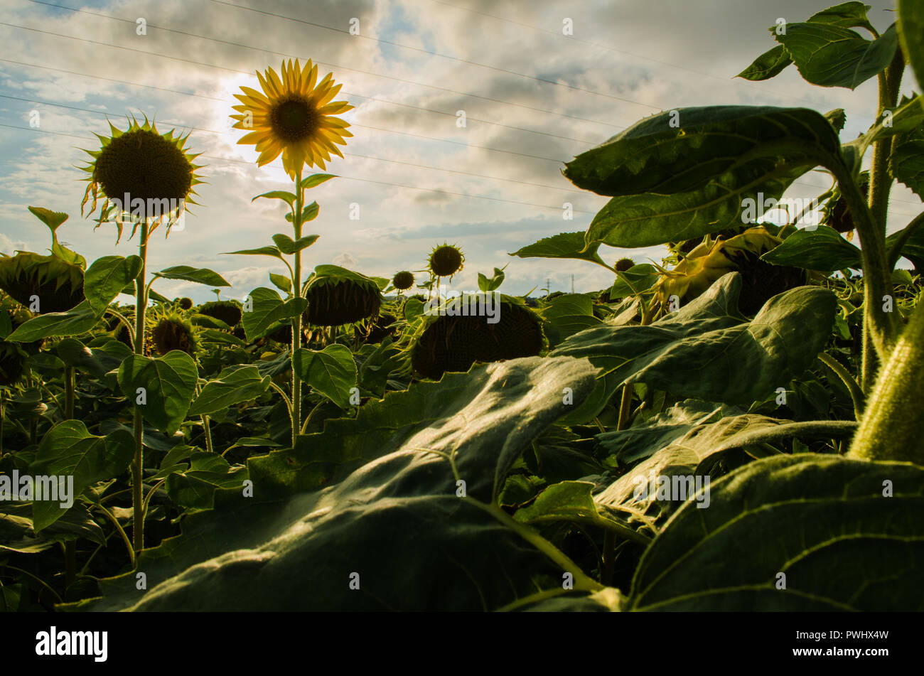 Flora eclipse hi-res stock photography and images - Alamy