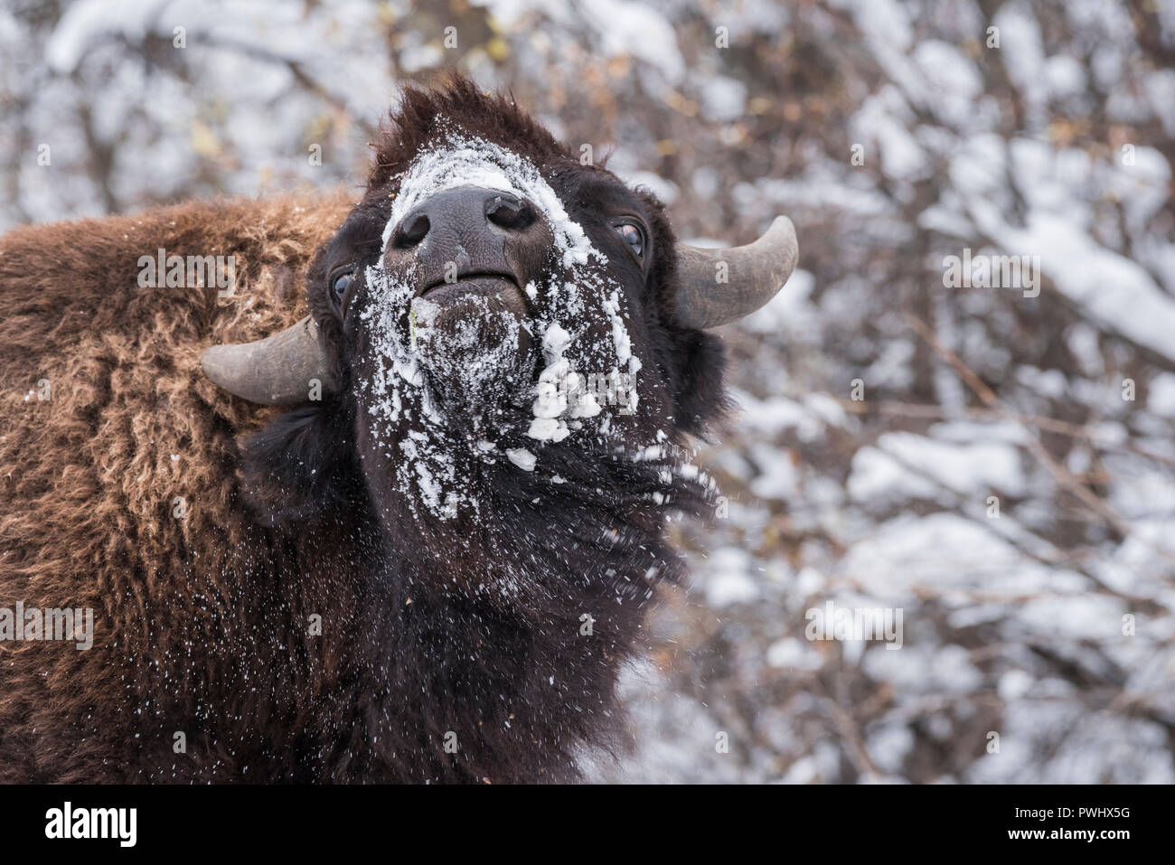 Bison shaking off snow, Elk Island National Park, Alberta, Canada Stock ...