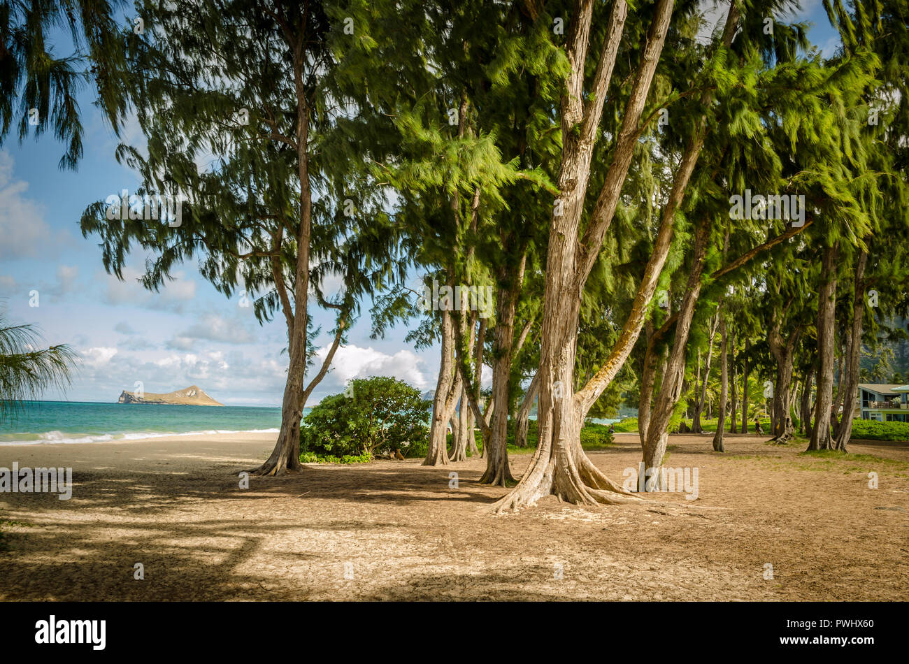 Green trees in a hawaiian beach Stock Photo - Alamy