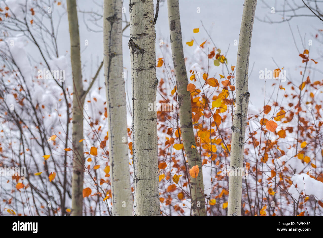 Aspen trees in Autumn, Elk Island National Park, Alberta, Canada Stock ...