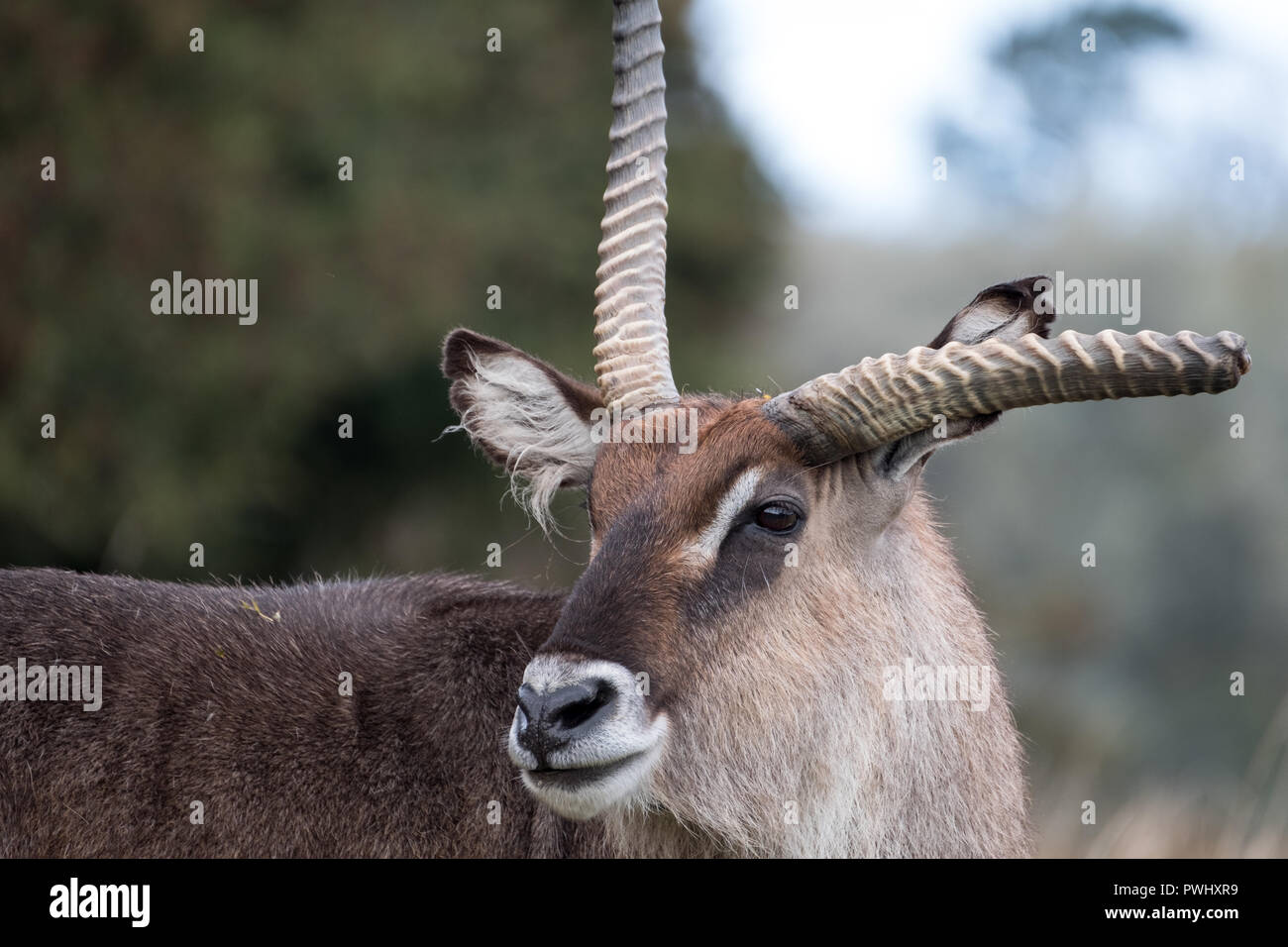 Roan antelope with broken antler. Photographed at Port Lympne Safari ...