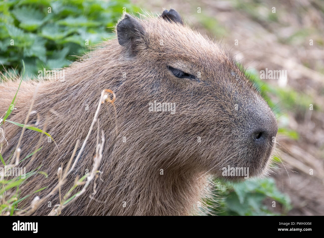 Capybara, Large South American rodents. Photographed at Port Lympne ...