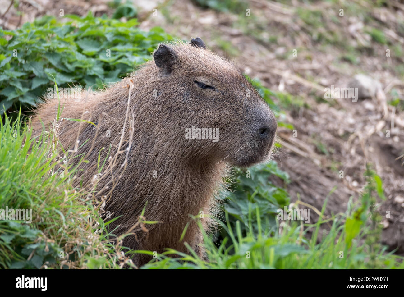 Capybara face hi-res stock photography and images - Alamy