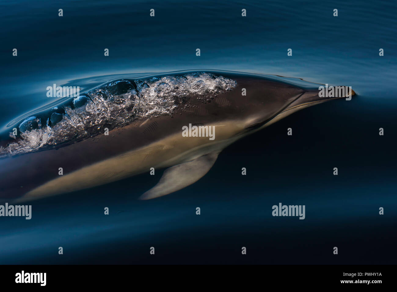 Dolphin pectoral fin hi-res stock photography and images - Alamy