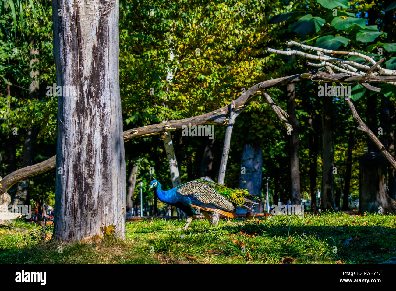 Graceful peacock hi-res stock photography and images - Alamy