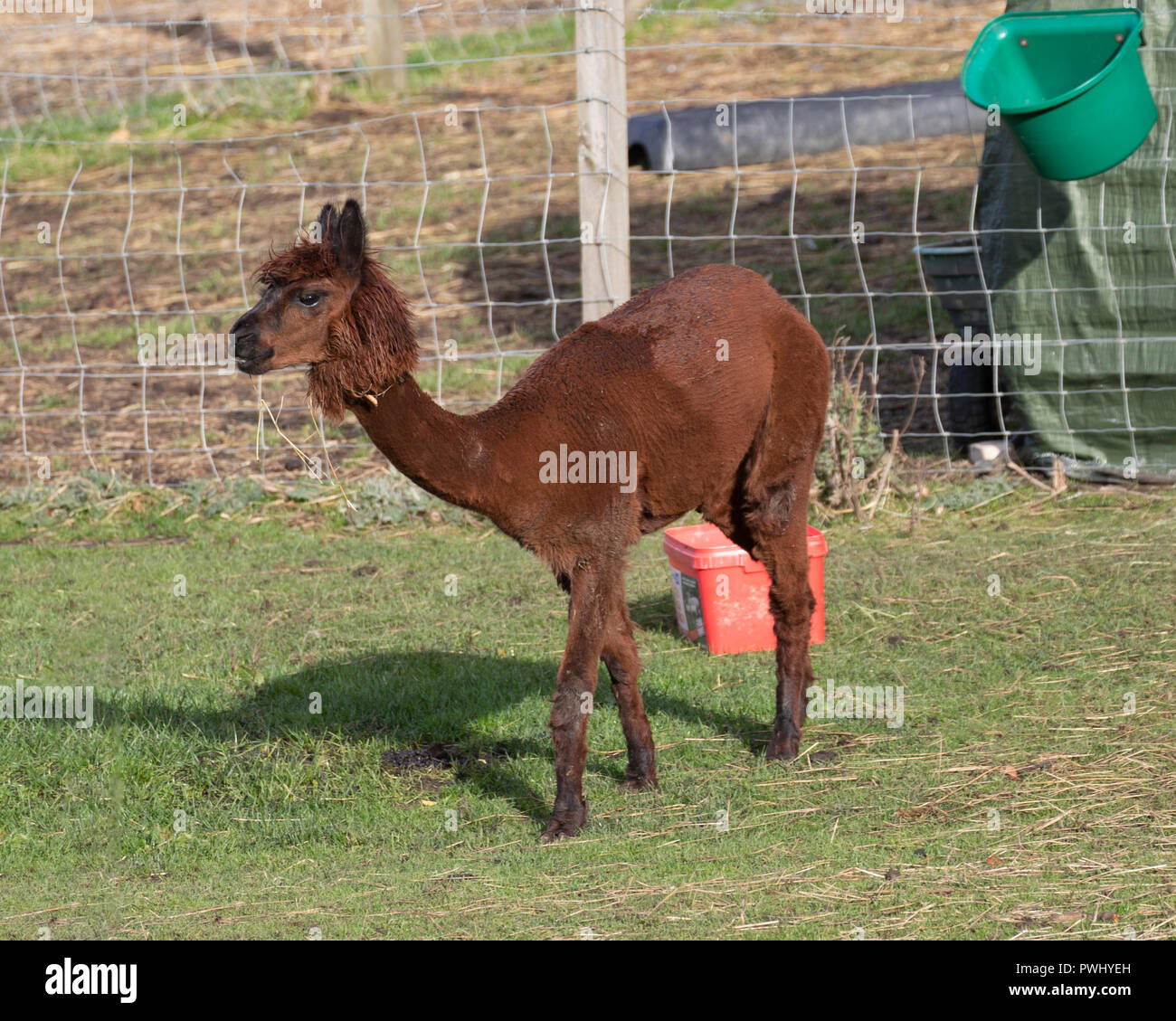 Alpaca on a farm in Scotland Stock Photo - Alamy