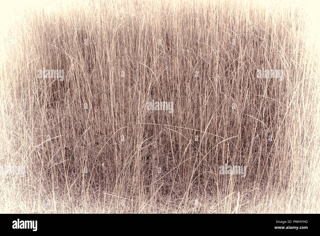Dry tall grass hi-res stock photography and images - Alamy