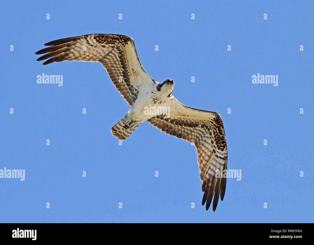 Soaring bird of prey hi-res stock photography and images - Alamy