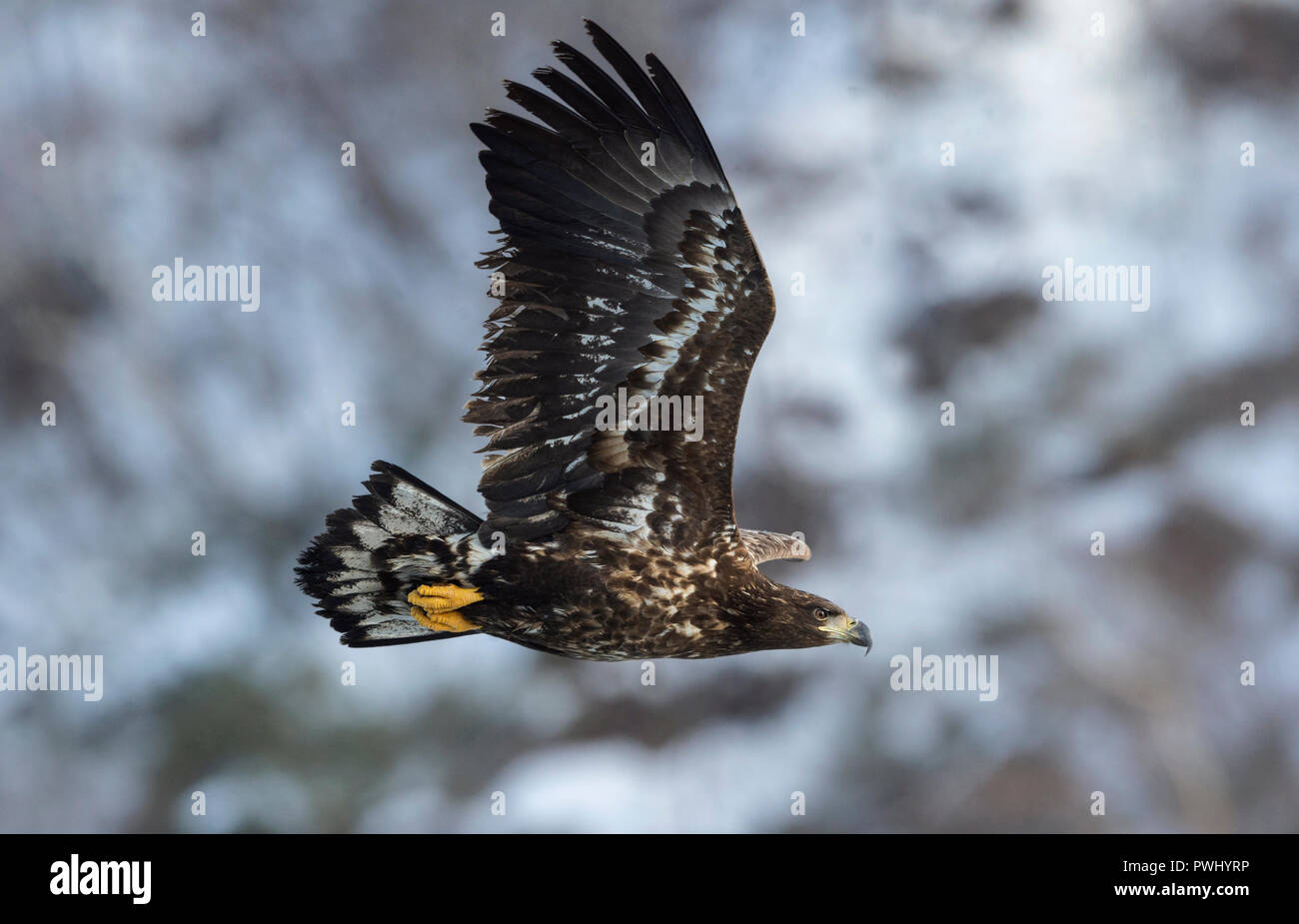 Juvenile White tailed eagle in flight. Mountain background. Scientific ...