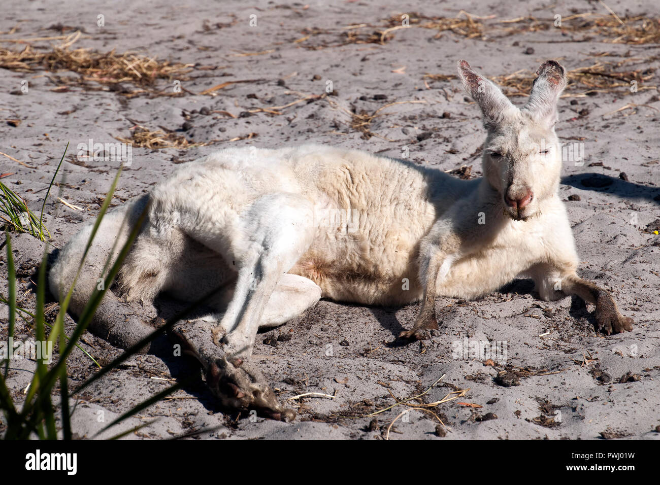 Albany Australia, rare white colored red kangaroo Stock Photo - Alamy