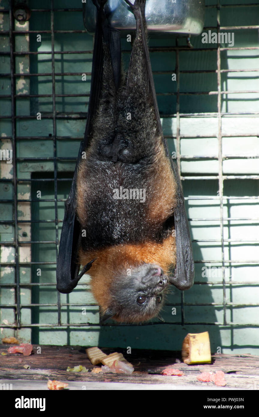 Albany Australia, flying fox in captivity hanging by feet from food ...
