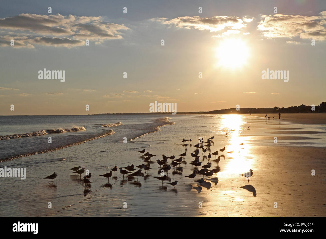 Gulls sunset hi-res stock photography and images - Alamy